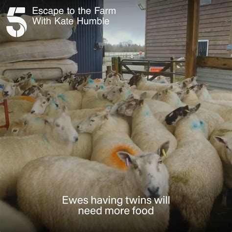 Counting Sheep Without Falling Asleep Sheep Happy Easter