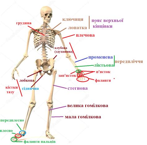 Кістка Os будова Скелет Зєднання кісток Biologybiology