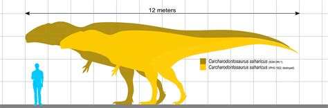 Carcharodontosaurus Size Comparison By Koprx On Deviantart