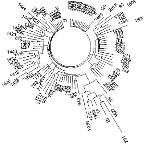 22 Marker Haplotype Tree For Cohanim Haplogroup J1ep58 For 98