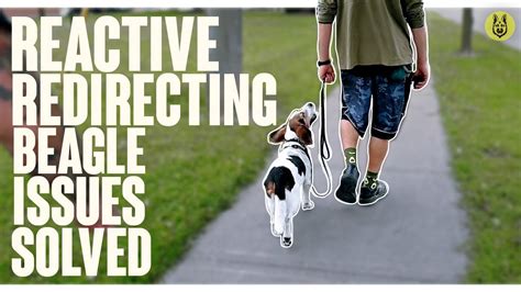 Reactive Redirecting Beagle Issues Solved Youtube