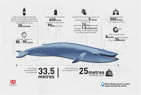 Blue Whale Weight