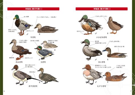 楽天ブックス 狩猟免許試験【第一種・二種銃猟】絶対合格テキスト＆予想模試3回分 全国狩猟免許研究会 9784798065731 本