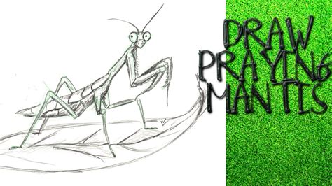 Praying Mantis Face Drawing