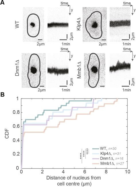 Dnm1 And Mmb1 Cells Exhibit Enhanced Nuclear Movement A Download Scientific Diagram