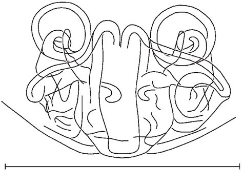 Vulva Dorsal View Specimen From Siggenthal Aarau Switzerland Download Scientific Diagram