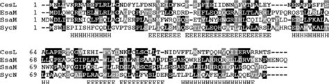 Multiple Alignment Of Cesl With Sycn Esam And Ssam Multiple