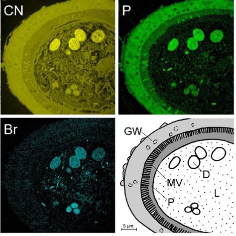 Chemical Structure Of Deltamethrin Download Scientific Diagram