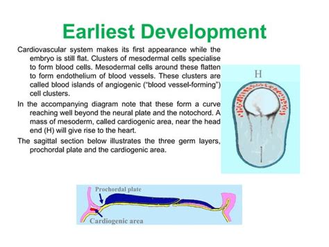 Embryology Of Heart Ppt