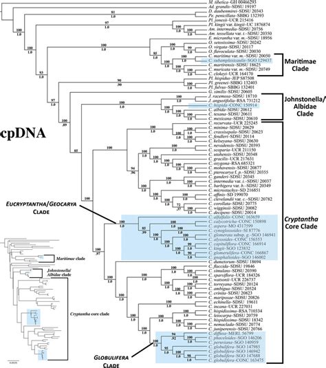 Maximum Likelihood Tree Right And Phylogram Lower Left Of The