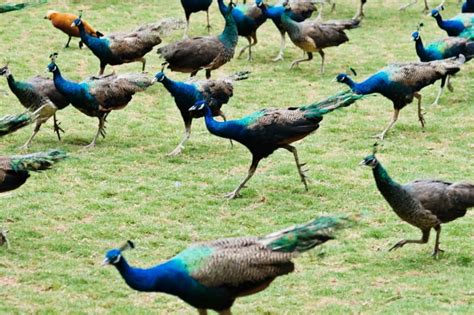 What Is A Group Of Peacocks Called Peacocks Collective Nouns