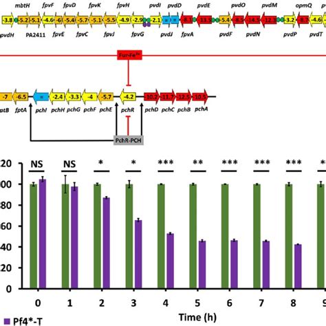 Chorismate Pathway And Central Energy And Amino Acid Metabolism Are