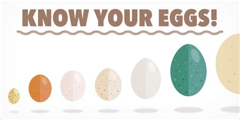 Types Of Eggs Business Insider