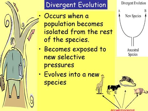 Topics Speciation And Reproductive Isolation Patterns Of Evolution