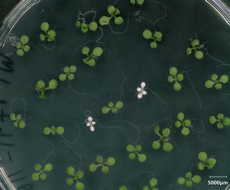 Una Pequeña Herramienta Crispr Facilita Una Edición Más Rápida Y