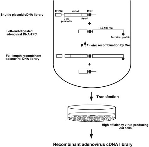 Cdna Library
