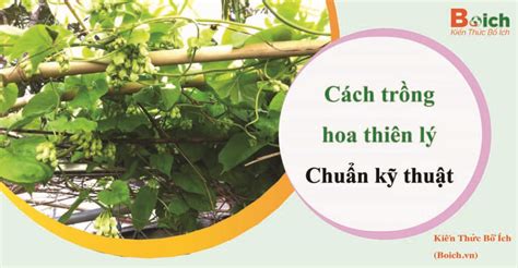 Cách Trồng Hoa Thiên Lý Sự Tinh Tế Trong Vườn Hoa