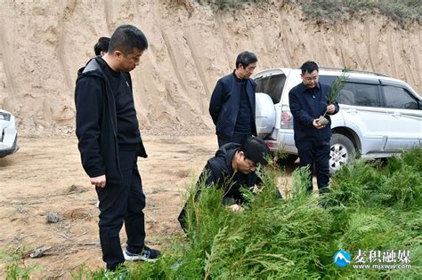 麦积区掀起今秋植树造林新高潮 图 天水在线
