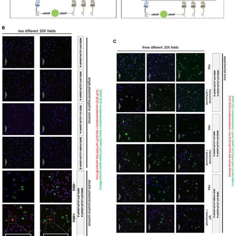 Resilient Intracellular But Not Extracellular Her2 Her3 Dimerization Is Download Scientific