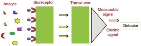 Schematic Diagram Illustrating Working Principles Of Biosensor Amine