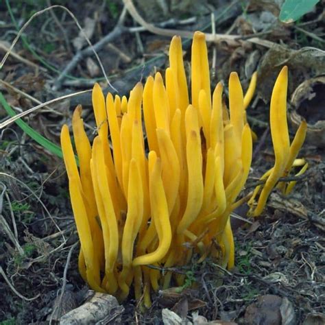 Mushroom Species Mushroom Appreciation