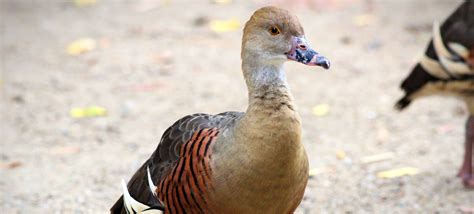 Definitive Guide To Wandering Whistling Duck Facts Habitat