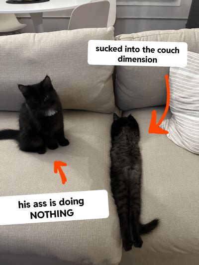 What An Unhelpful Kitty Tumbex