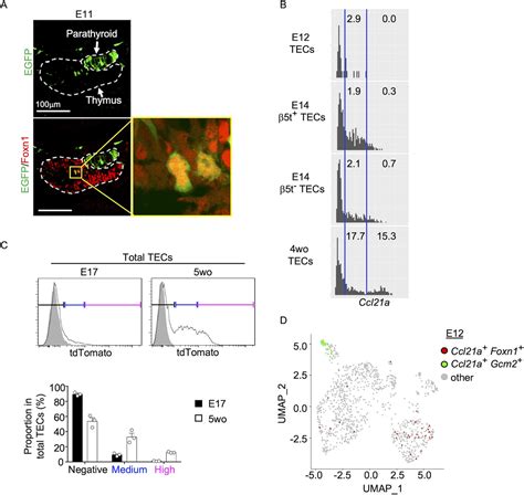 Developmental Conversion Of Thymocyte Attracting Cells Into Self