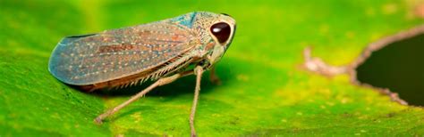 Leaf Hopper Treatment And Control Love The Garden