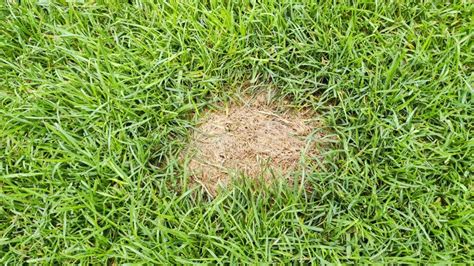 Dead Brown Spots In Green Grass Lawn Problems Stock Illustration