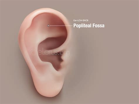 Popliteal Fossa Master Tungs Acupuncture Elotus Core