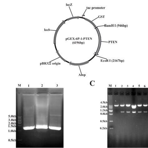 Development Of The Pgex 6p 1 Pten Expression Vector A Pcr Products Download Scientific