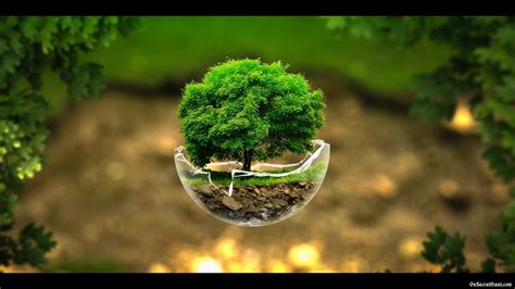 Save Tree Wallpapers Wallpaper Cave