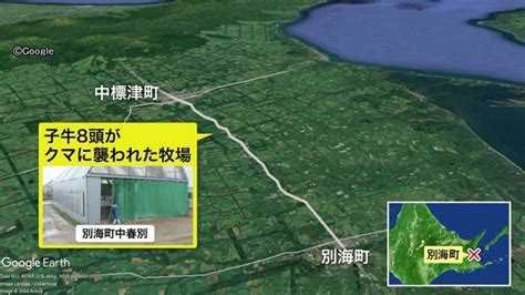 忍者グマ「oso18」駆除したばかりなのに また“牛襲いクマ”出現 不安広がる 子牛8頭襲撃 4頭の死骸 わずか100メートルの場所には民家が
