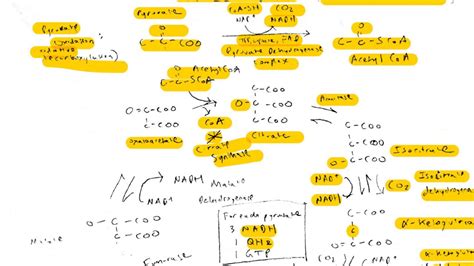 MCAT Biochemistry The Krebs Citric Acid Cycle YouTube