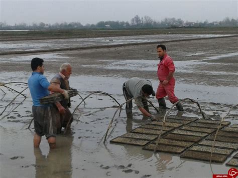 آغاز فصل کاشت برنج در روستای مرداب‌بن فیلم و تصاویر