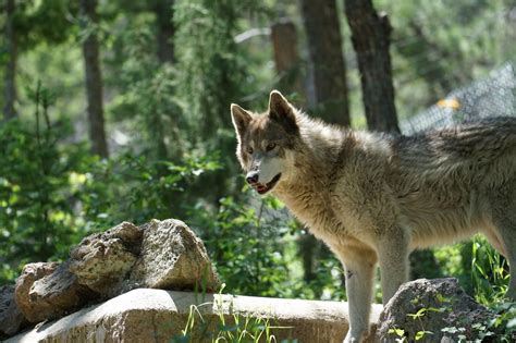Find Out More About Red Feather Lakes Summit Real Estate Red