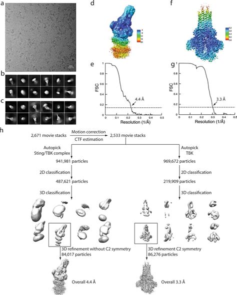 Flow Chart Of Cryo Em Image Processing For The Complex Between Chicken
