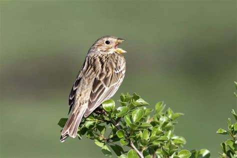 56 Species Of Birds That Eat Black Oil Sunflower Seeds Bird Advisors