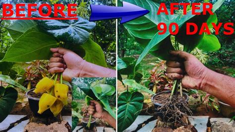 How To Grow Anthurium Trees From Anthurium Leaves With 100 Success