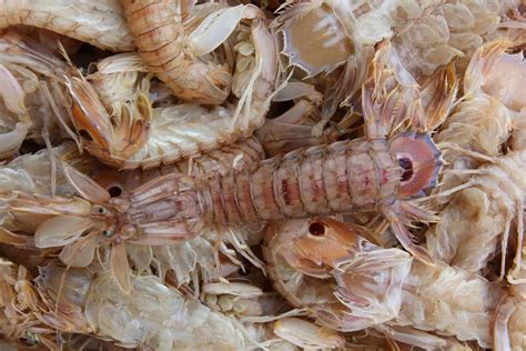 40 Mantis Shrimp Facts That Will Strike You With Awe