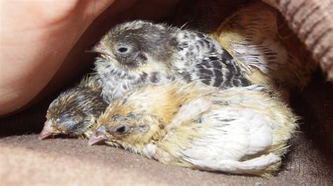 2 Week Old Kingbutton Quail Mating Backyard Chickens Learn How