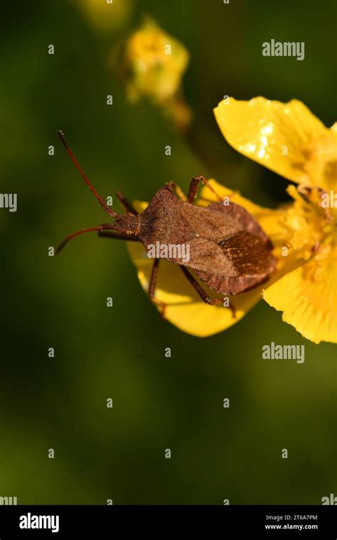 Coreidae Leaf Footed Bug Insects Macro Photography Kilkenny