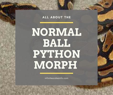 Normal Ball Python Morph Guide Infinite Scales