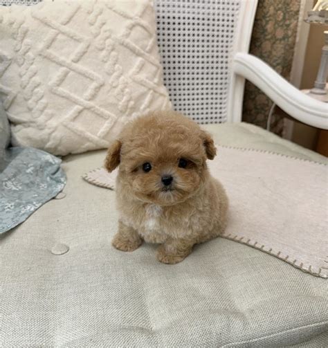 토이푸들 토토왕자님 지니퍼피
