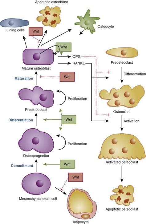 Bone Modeling And Remodeling Neupsy Key