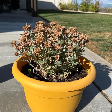 Pelee Mum How Much Water And Light Does It Need To Thrive