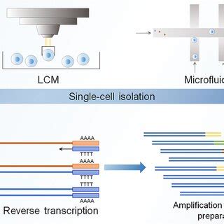Of ScRNA Seq Applications In Cancer Research A Non Small Cell Lung Download Scientific Diagram