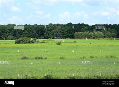 Green Landscape With Deciduous Trees In The Background Stock Photo Alamy