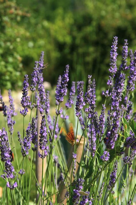 Lavender Plants